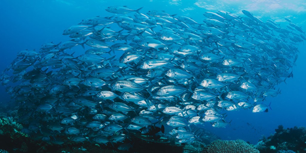 PNAO Communication Strategy